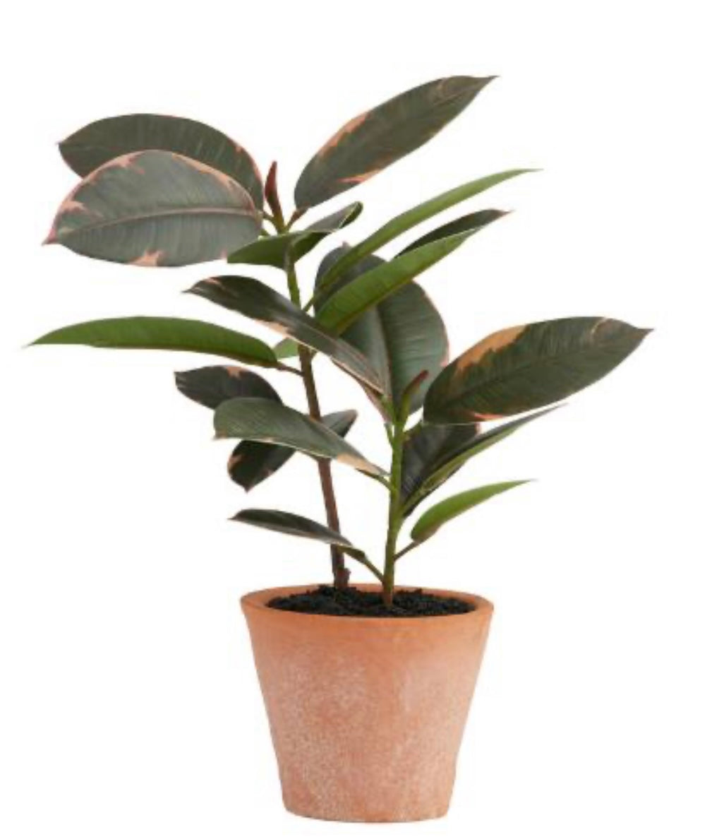 Faux Rubber Tree Plant – Black & White Interiors
